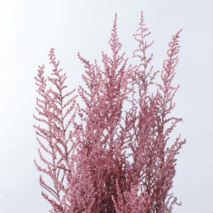 Wash Pink / Stoebe Leaf, Preserved Leaves Pack, Wholesale Foliage , DIY ...