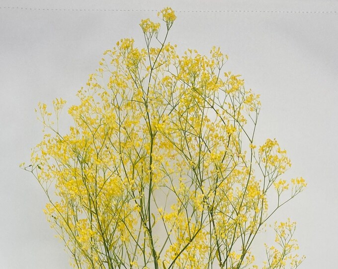 Dried Yellow Yarrow, Dried Yarrow, Dried Decor, Dried Flowers, Pressed ...