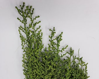 Preseved Fresh Green Grevillea Ivanhoe, Preserved Leaves Pack, Foliage ...