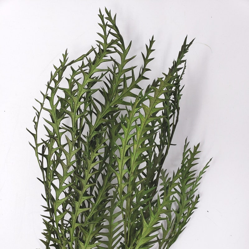 Dried Greenery - Etsy