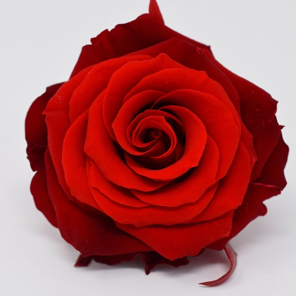 Red Rose Decor - Etsy