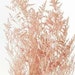 Caspia Preserved in Pink Beige, Floral Arrangements, Wedding Décor ...