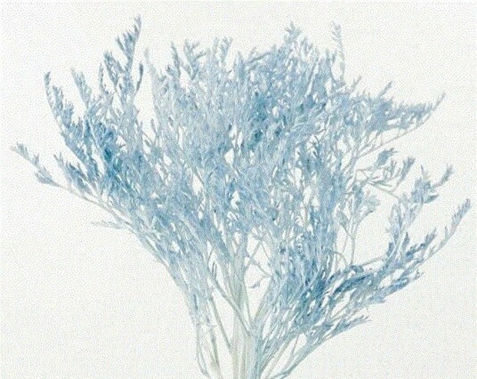 German Static Flowers in Baby Blue, Preserved Flowers, Soft Stems ...