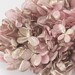 Pink Platinum Preserved Peegee Hydrangea, Home Décor Flowers, DIY ...