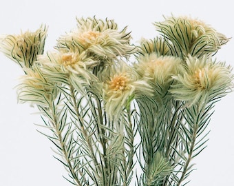 Dried Flowers Green - Etsy