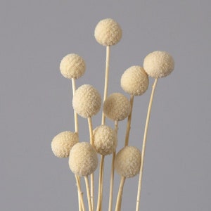 Billy Buttons With White Buttons, Dried Foliage Stems, DIY Floral ...