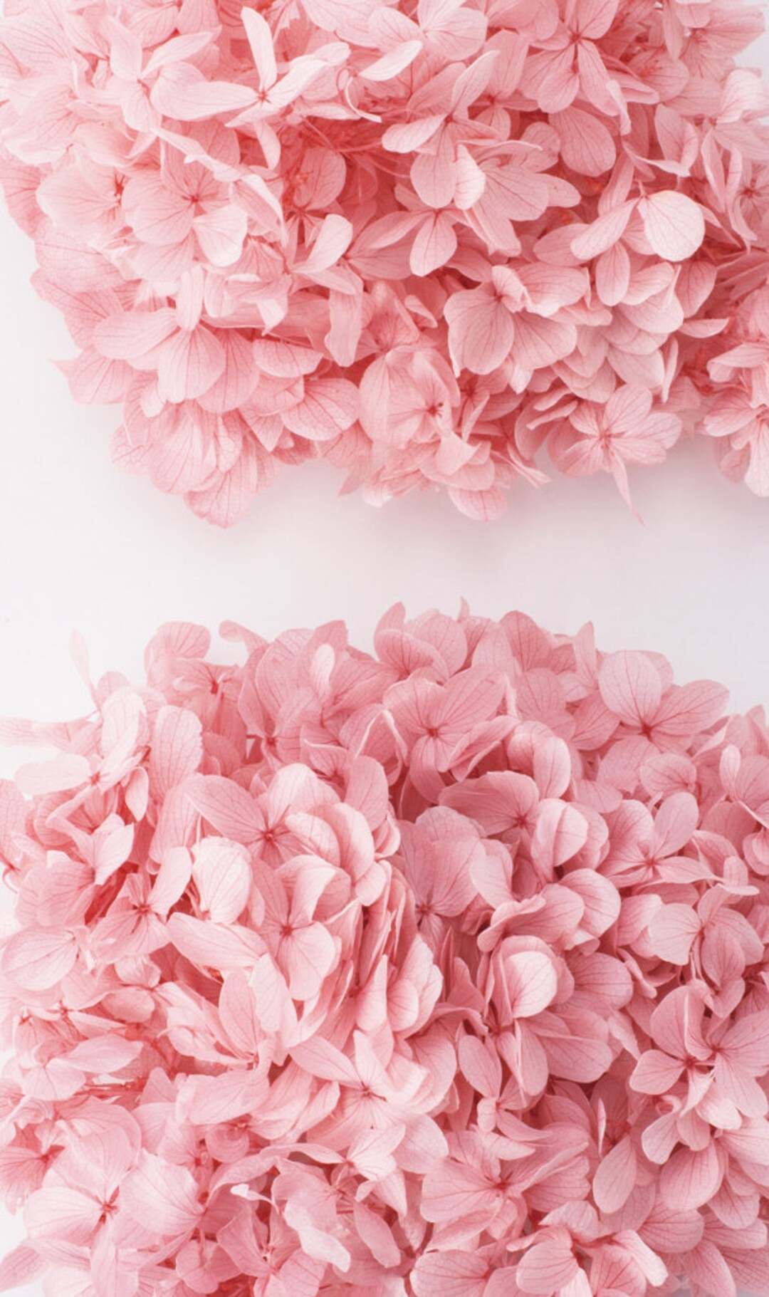 Cloudy Pink Preserved Peegee Hydrangea Home Décor Flowers - Etsy