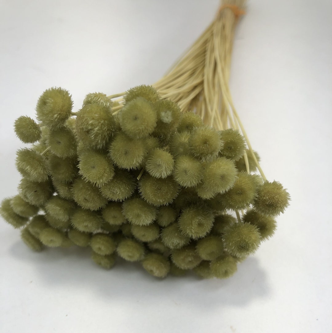 Amarely Flower in Spring Green, It is a Dried Flower With a Unique ...