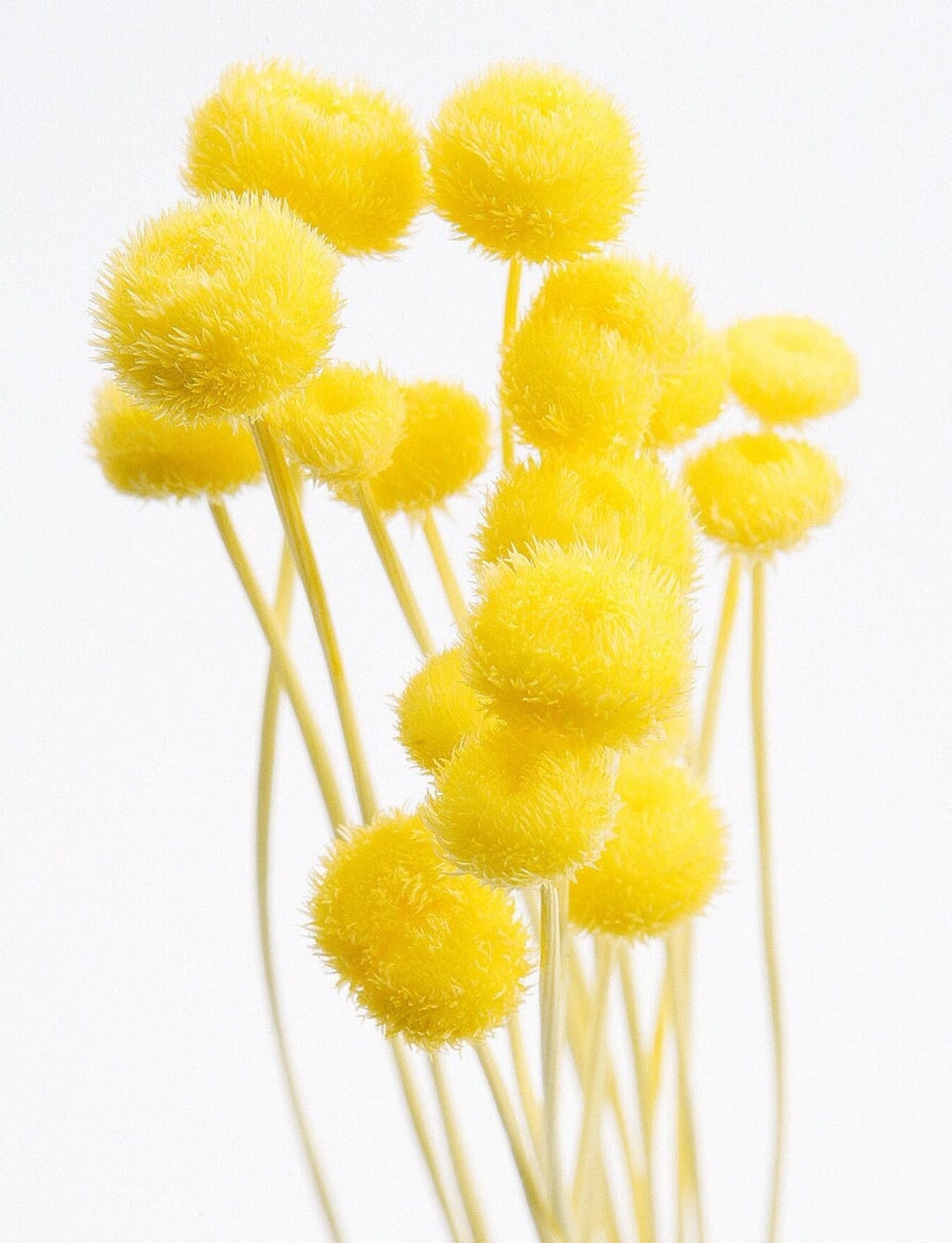 Amarely Flower in Yellow, It is a Dried Flower With a Unique Shape Like ...