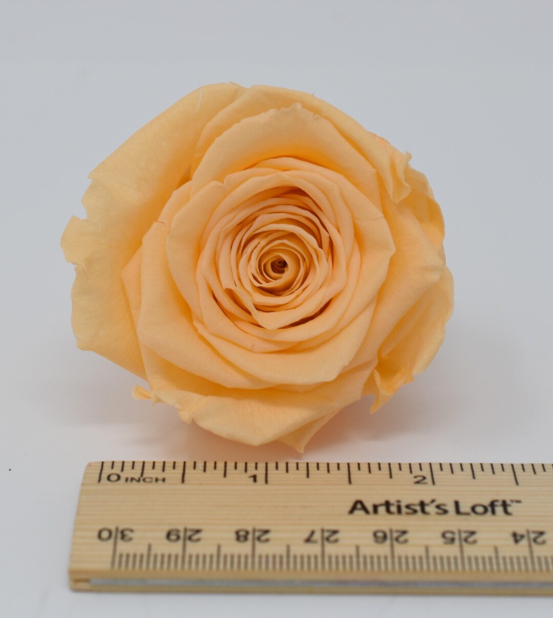 Large Peach Roses From VERDISSIMO 6 Roses Preserved, DIY Flower ...