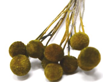 Billy Buttons Natural Dried Foliage Stems DIY Floral | Etsy