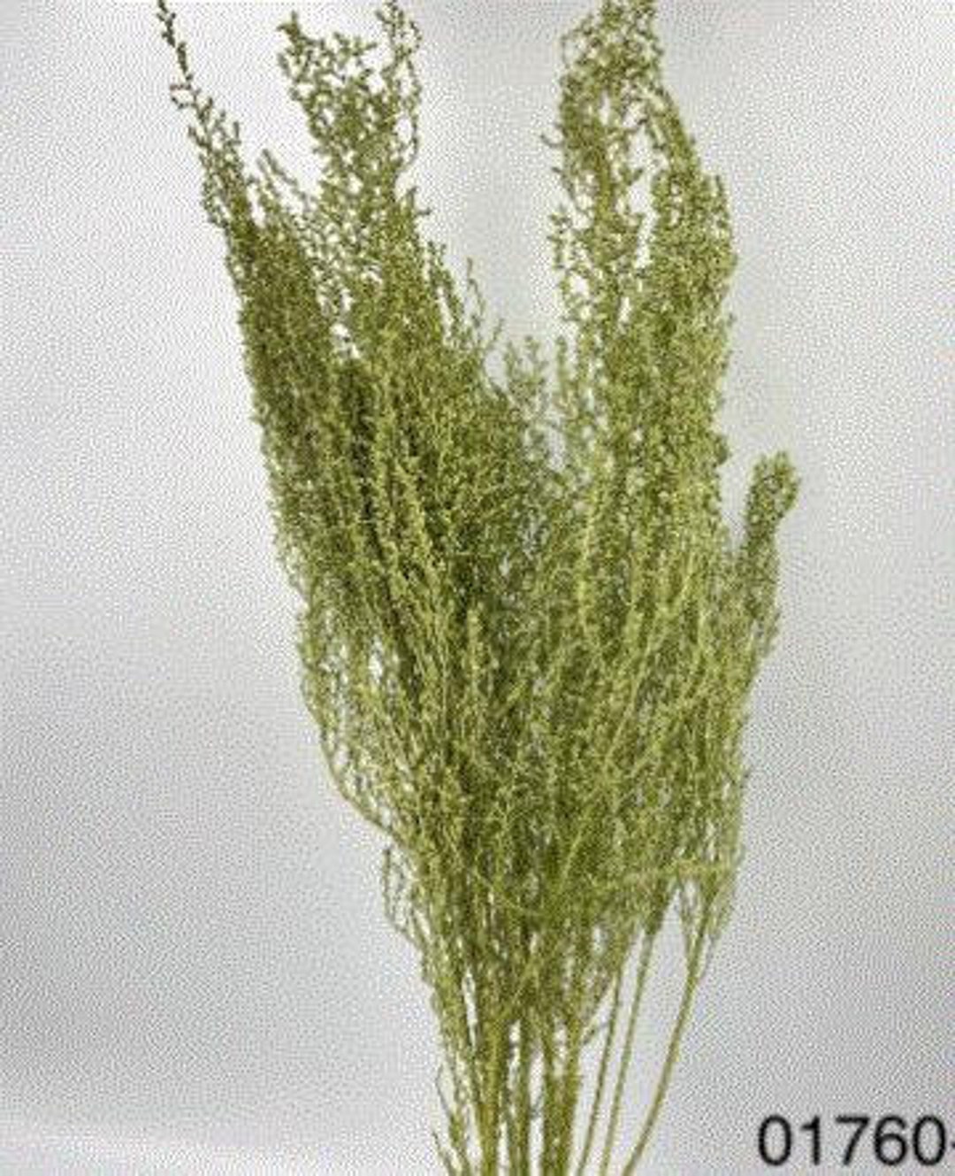 Spring Green / Stoebe , Preserved Green Leaves Pack, Wholesale Foliage ...