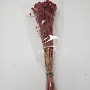 Amarely Flower in Red, It is a Dried Flower With a Unique Shape Like a ...