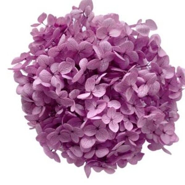 Preserved Hydrangea - Etsy