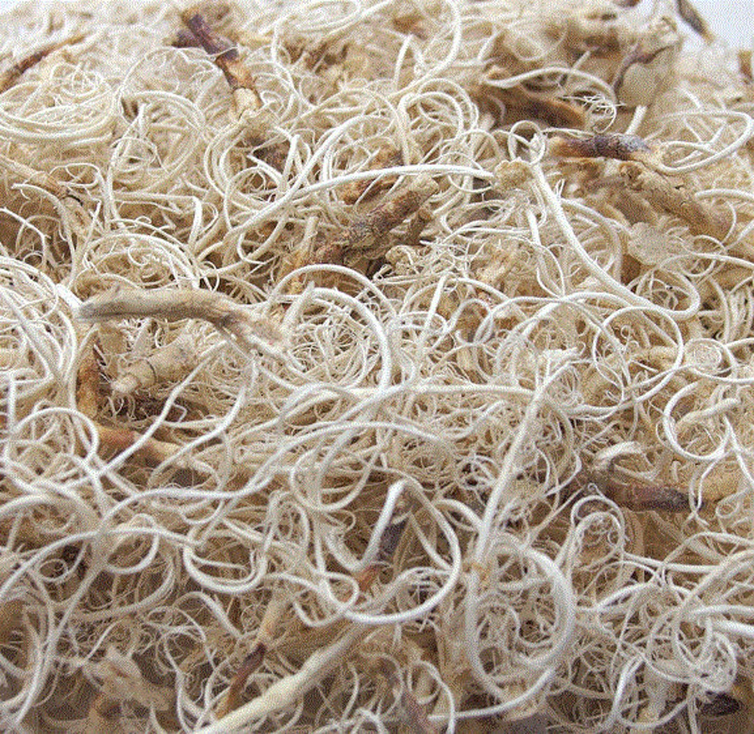 Curly Moss in off White, Good for Arranging Terrarium, Premium Quality ...