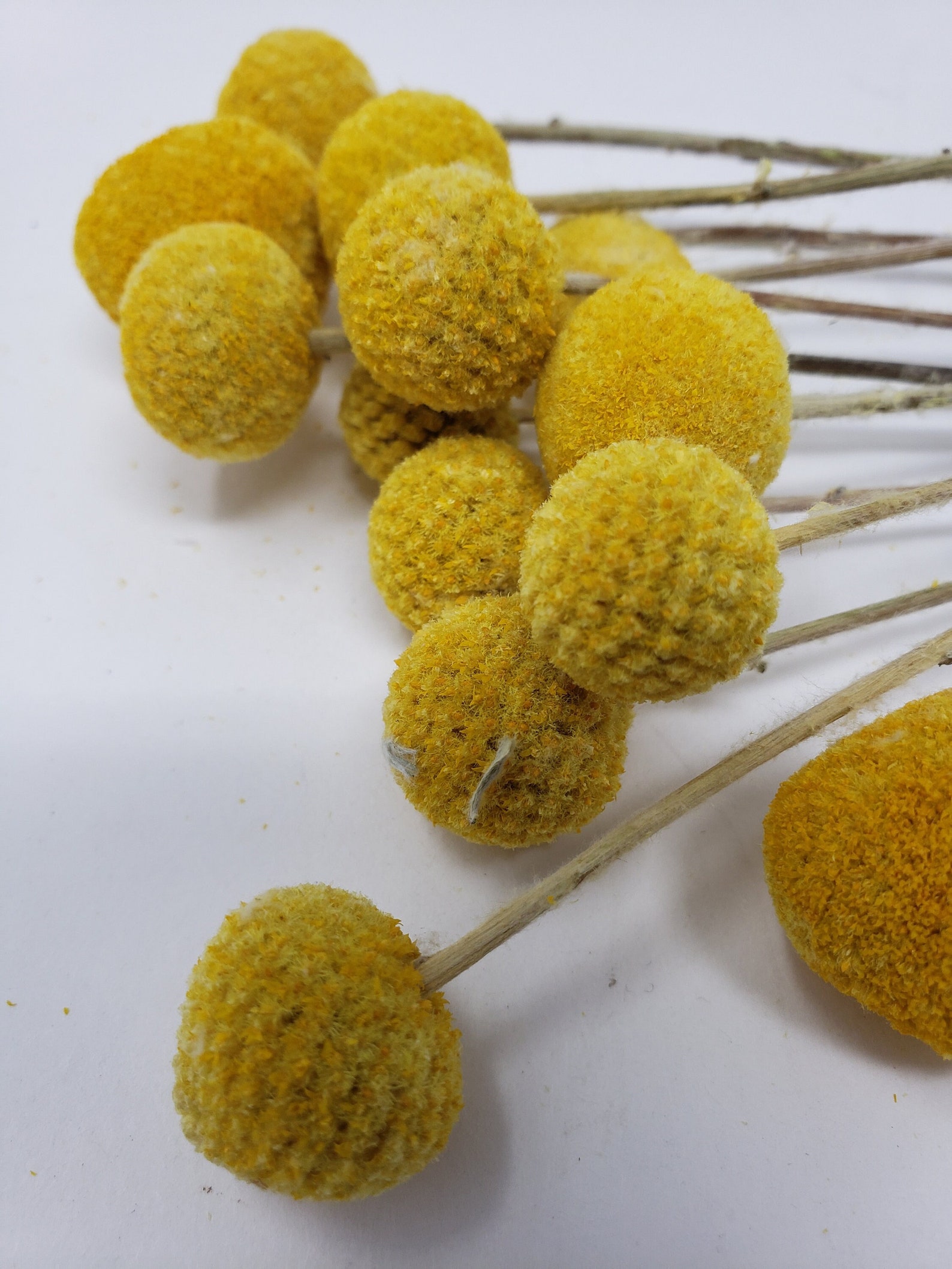 Billy Buttons Natural Dried Foliage Stems DIY Floral - Etsy