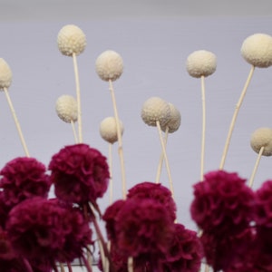 Billy Buttons With White Buttons, Dried Foliage Stems, DIY Floral ...