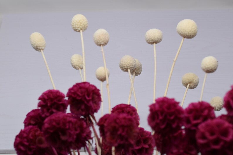 Billy Buttons With White Buttons Dried Foliage Stems DIY | Etsy