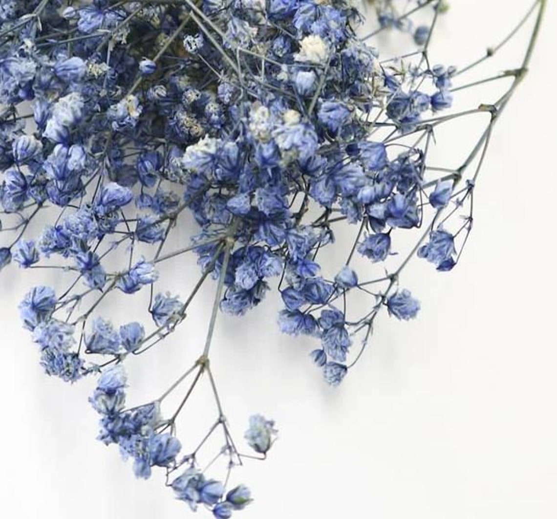 Antique Pres. Gypsophila Blue DIY Floral Arrangements DIY - Etsy
