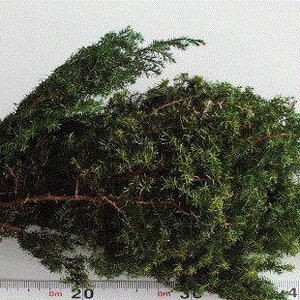 Fresh Green / Preserved Sawara Cypress Leaf, Preserved Leaves Pack, DIY ...
