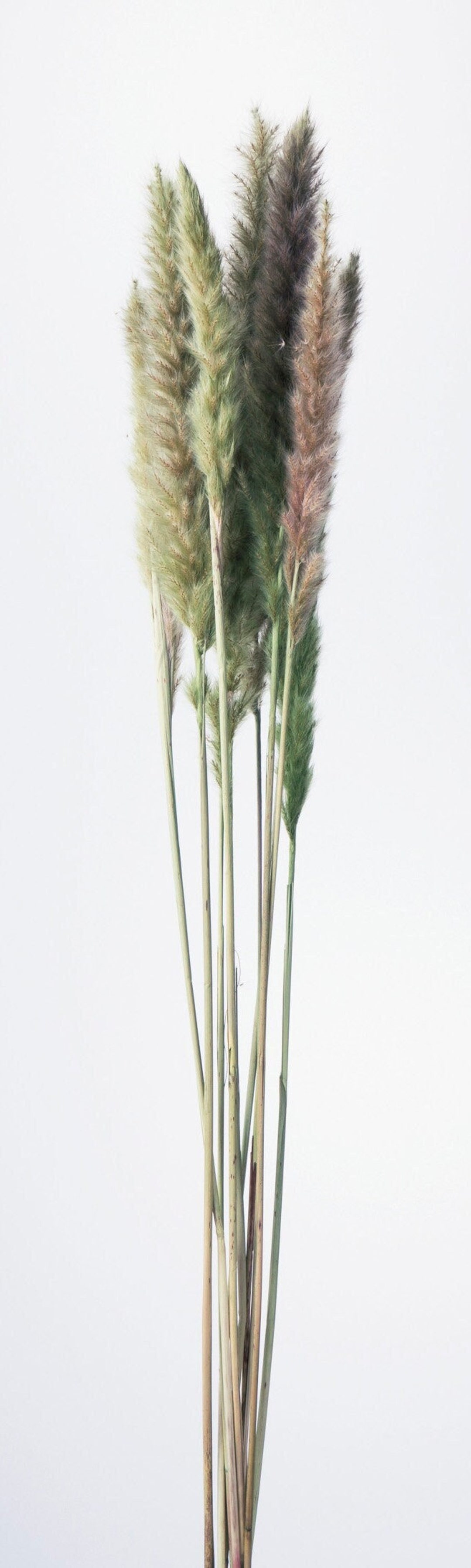 Tail Reed in Green Color Stems, Wholesale Reeds, DIY Floral Arrangement ...