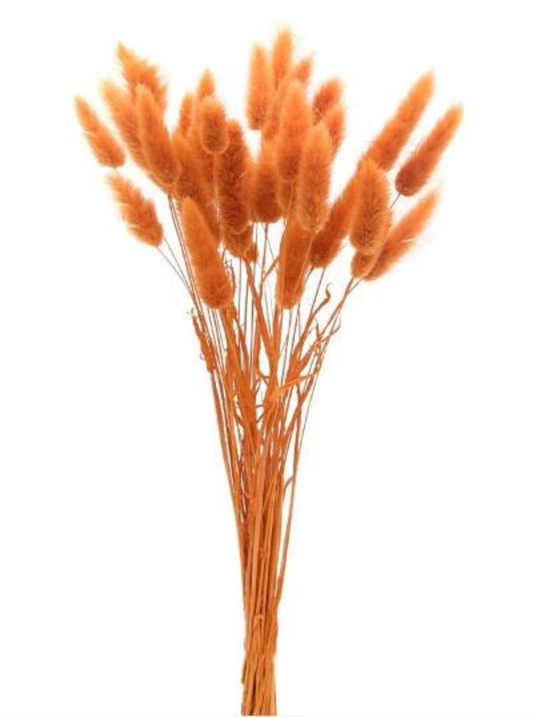 Terra-cotta / Lagurus for a Sparkling Floral Arrangement,, Home Décor ...