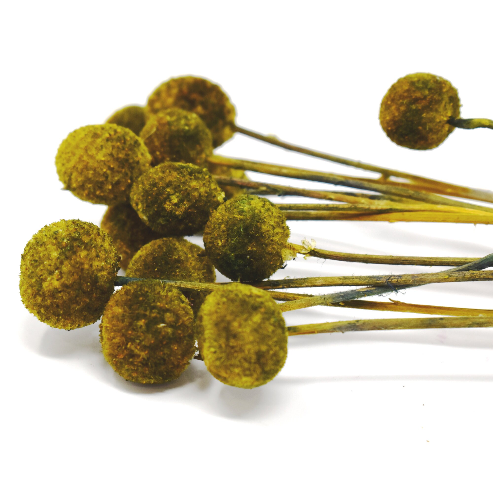 Moss Green Billy Buttons Wholesale Foliage DIY Floral - Etsy