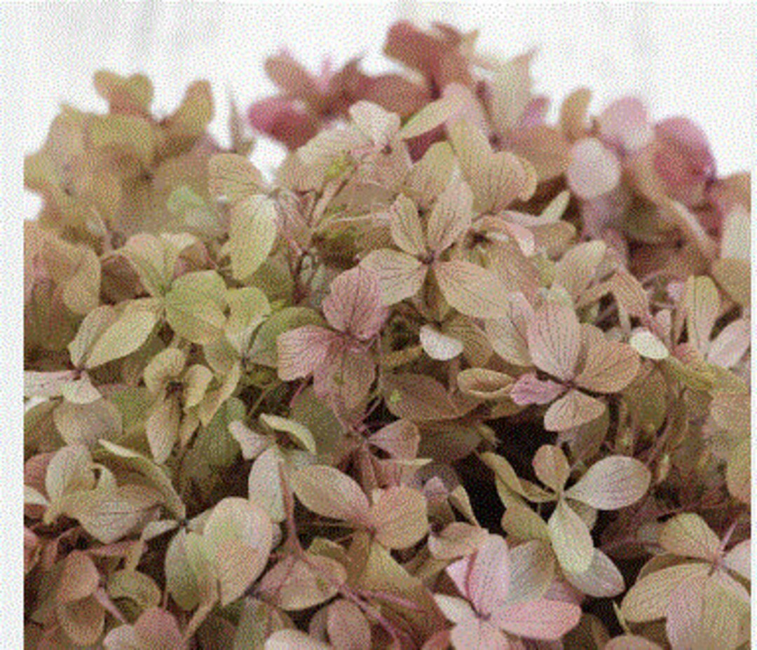 Oregano Pink Peegee Hydrangea gradation , Wholesale Flowers for DIY ...