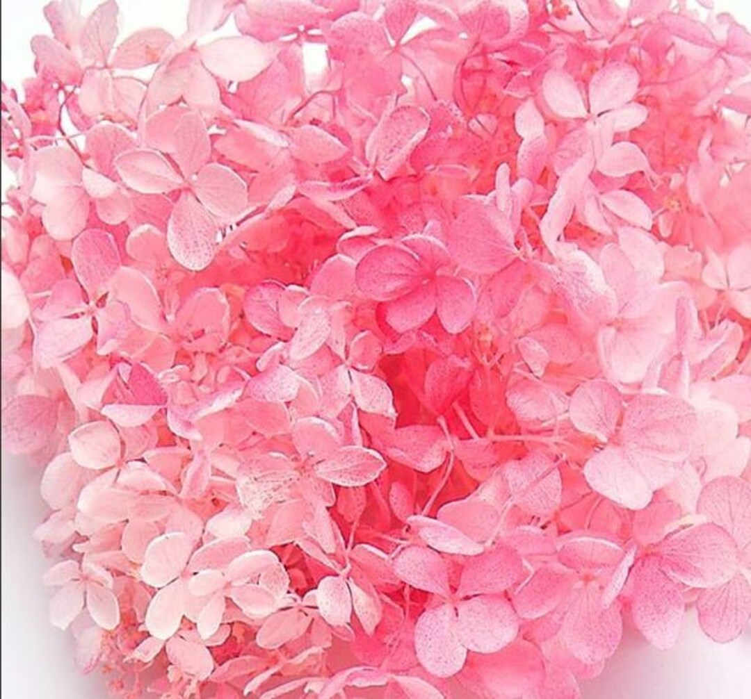 Pink Rose Peegee Hydrangea gradation, Wholesale Flowers for DIY Floral ...