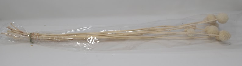 Billy Buttons With White Buttons Dried Foliage Stems DIY - Etsy