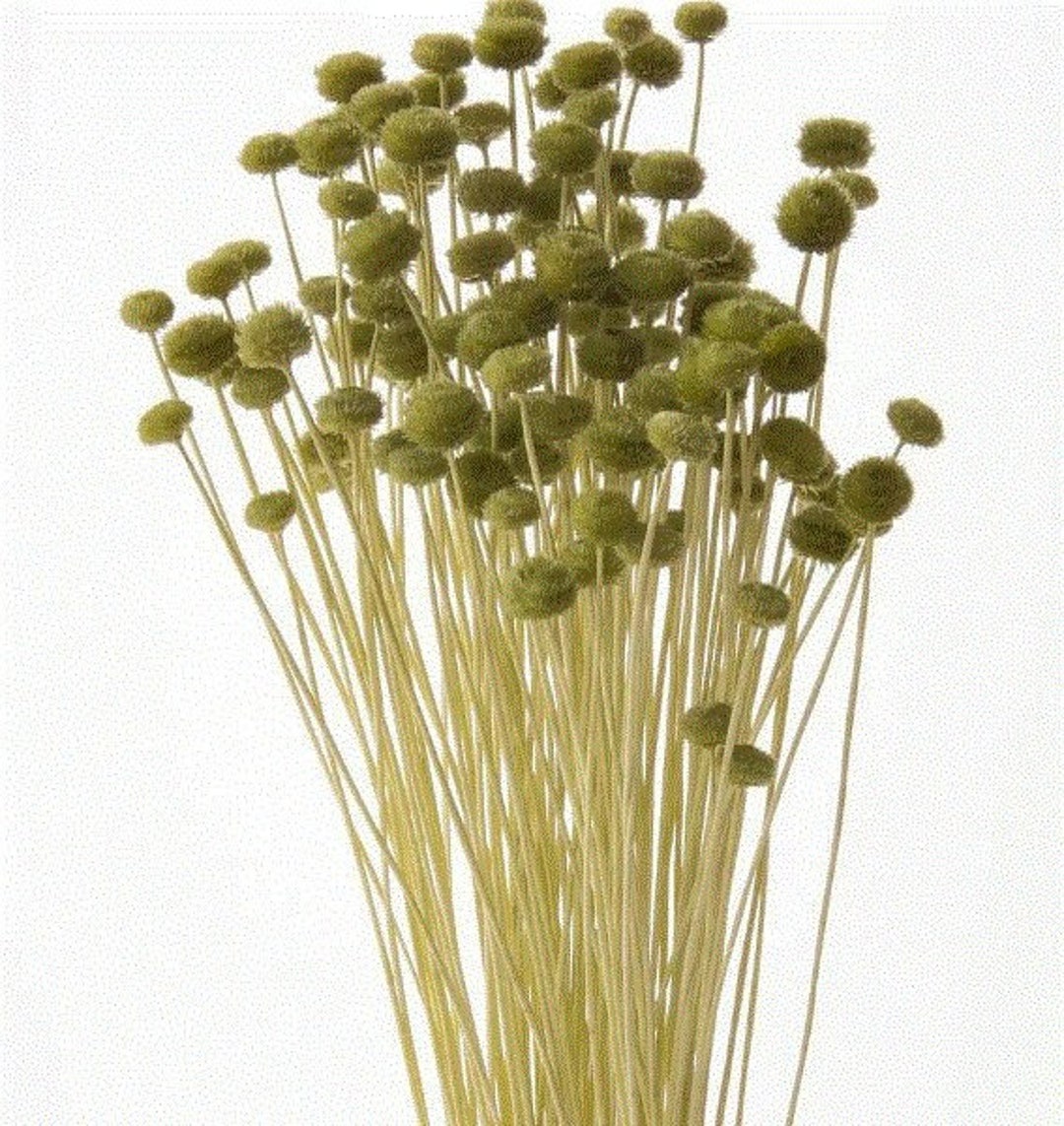 Amarely Flower in Spring Green, It is a Dried Flower With a Unique ...
