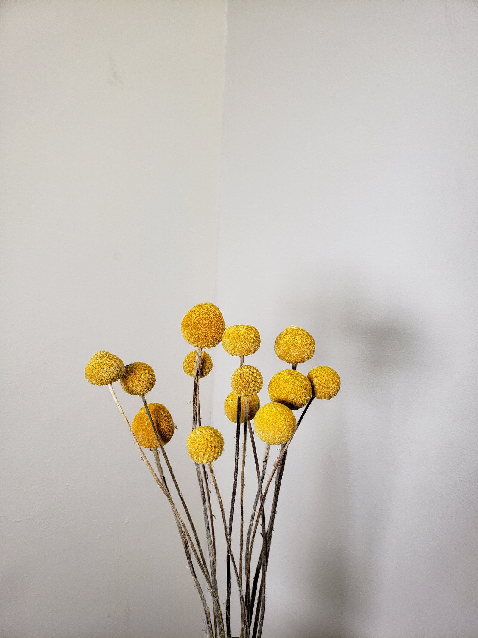 Billy Buttons Natural Dried Foliage Stems DIY Floral - Etsy