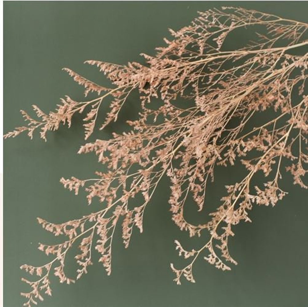 Caspia Preserved in Pink Beige, Floral Arrangements, Wedding Décor ...