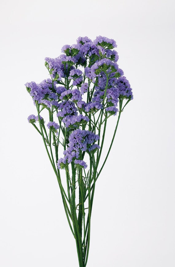 Statice Flower