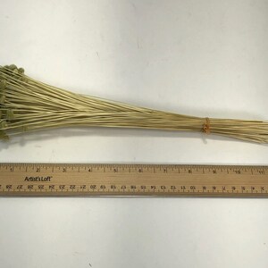 Amarely Flower in Spring Green, It is a Dried Flower With a Unique ...