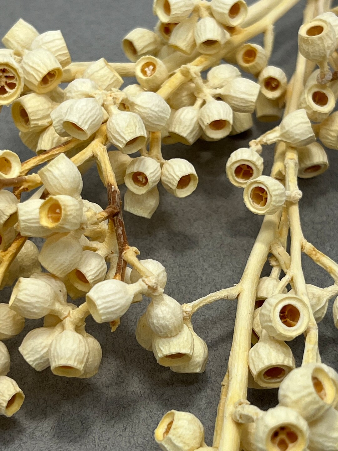 Off White / Ambernuts Bunch, A South African Wildflower That Can Also ...