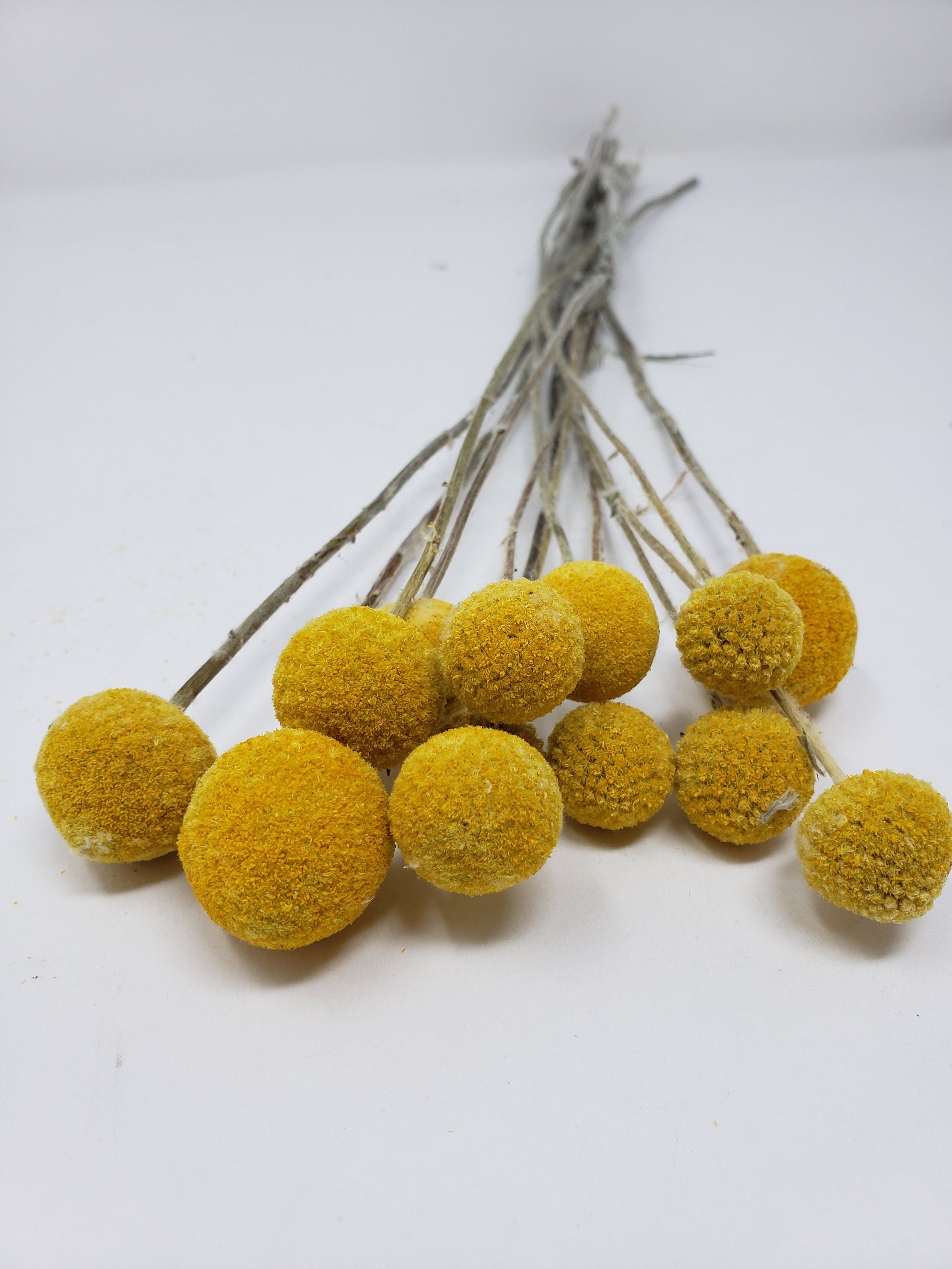 Billy Buttons Natural Dried Foliage Stems DIY Floral - Etsy