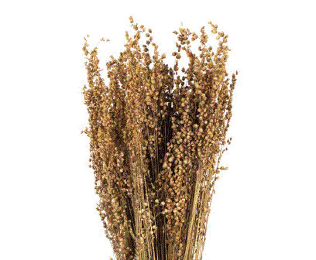 Dried Briza Natural Grass. Topped With Wispy Ends, Stems Add a Playful ...