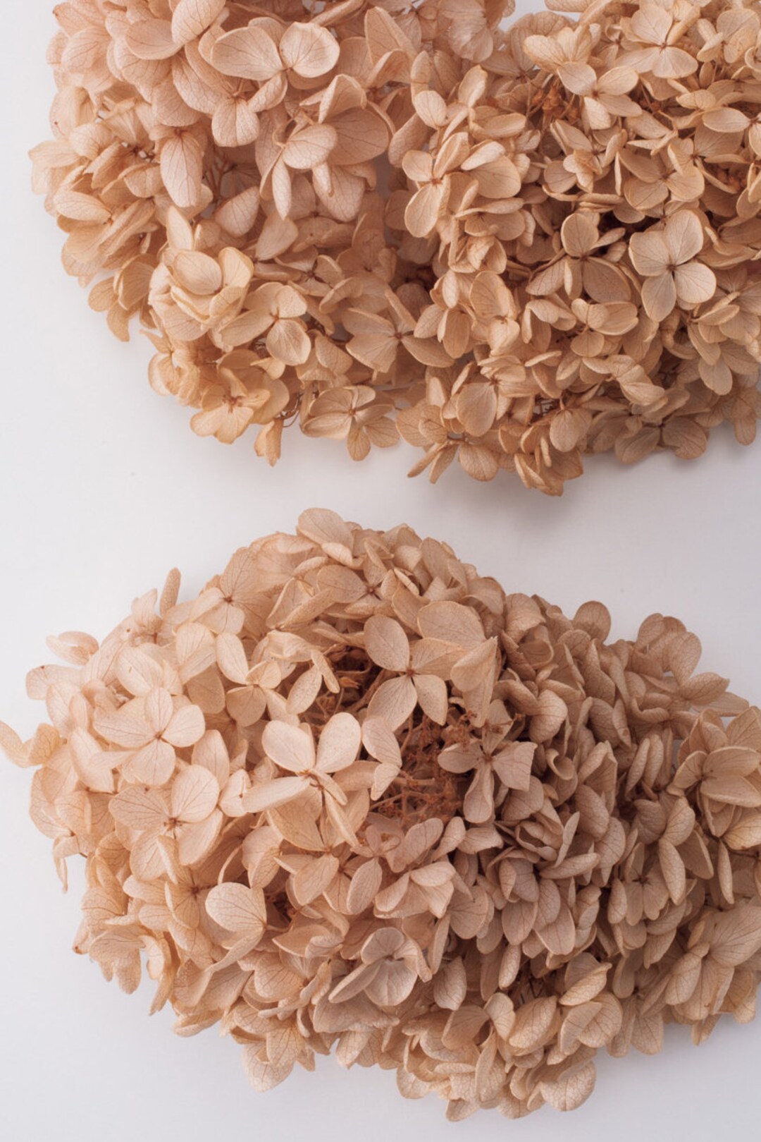 Peegee Hydrangea in Champagne Color, High-quality Home Décor Flowers ...