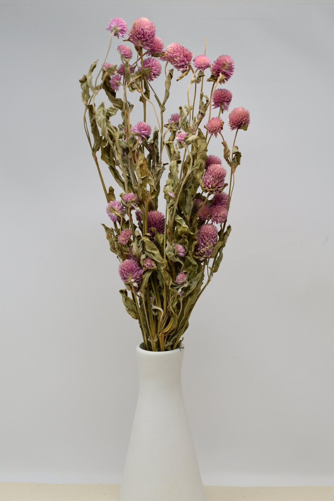 Globe Amaranth Dried Flowers Plant in Pink Flowers/ Home Décor/flower ...