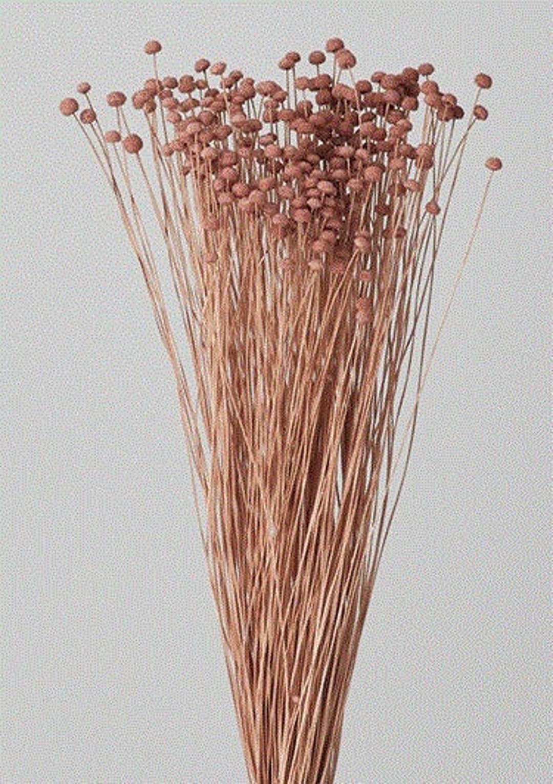 Pinky Button in Mauve Pink Stems, DIY Floral Arrangements, DIY Home ...