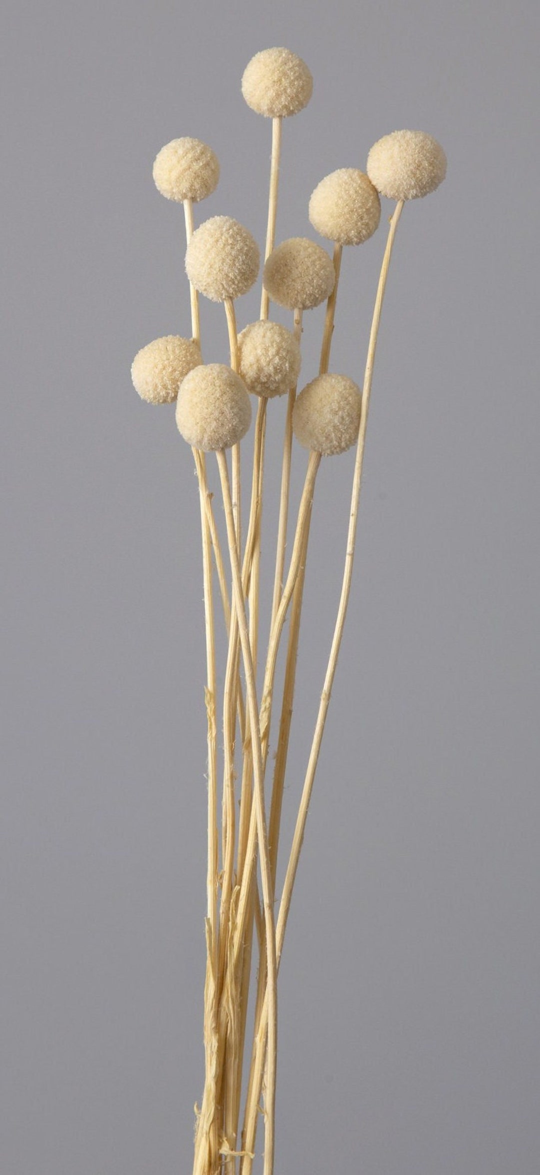 Billy Buttons With White Buttons, Dried Foliage Stems, DIY Floral ...