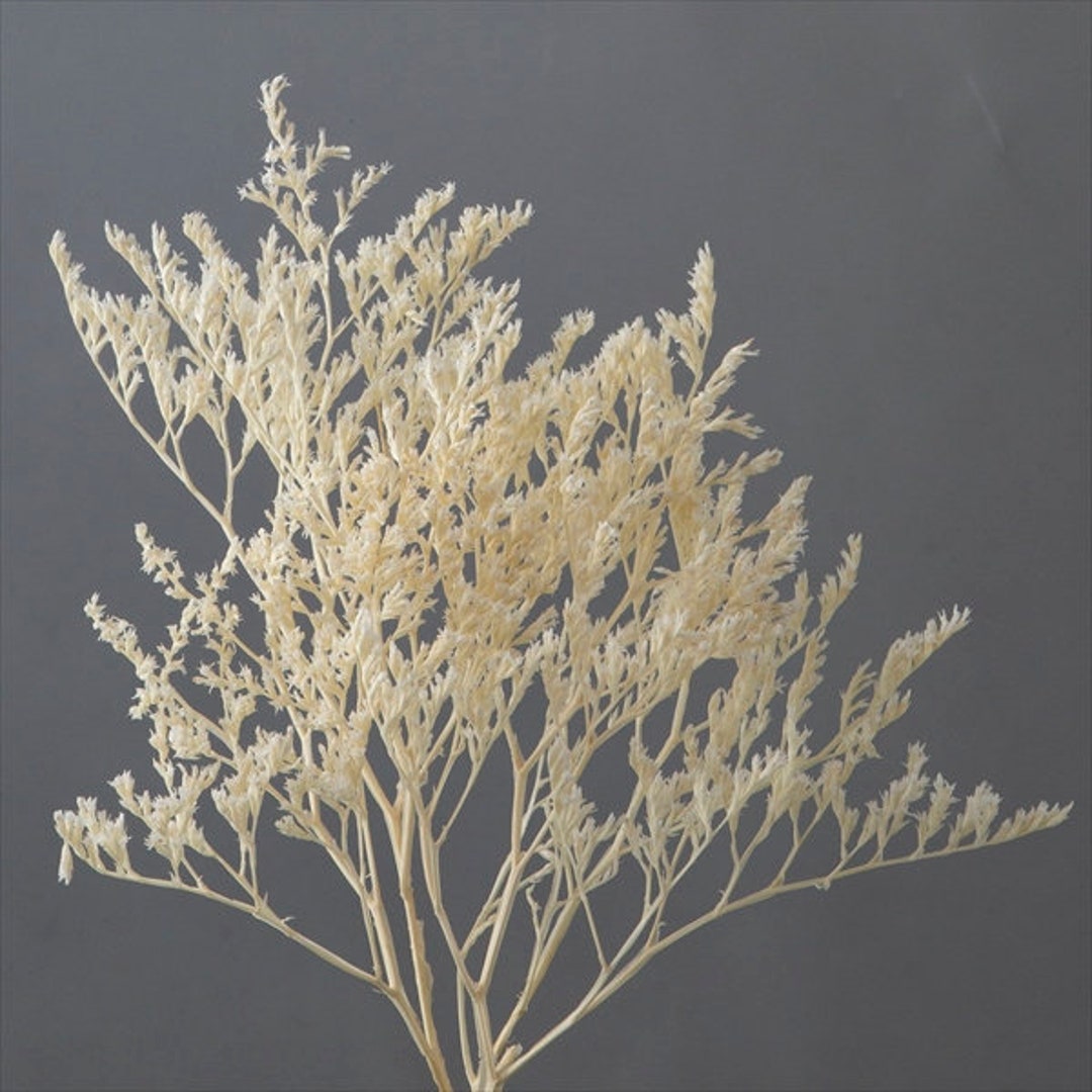 German Statice Flowers Preserved Flowers, Soft Stems Foliage, DIY ...