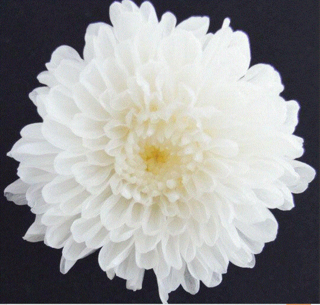 Mum Kogiku in White Color, Perfect as Home Décor, DIY Flowers, Gift - Etsy
