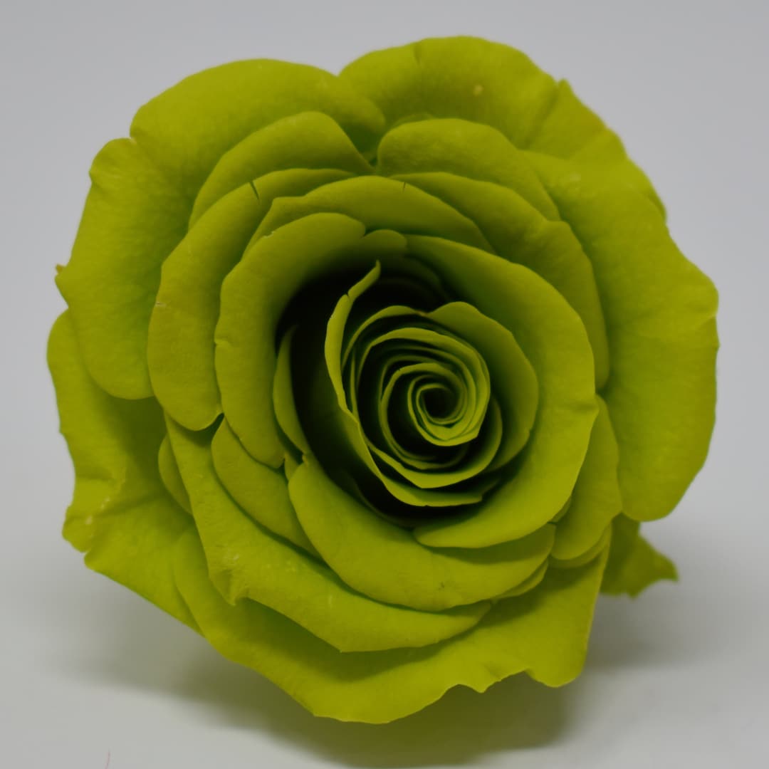 Large Light Green Roses Japanese Preserved, DIY Flower Arrangements ...