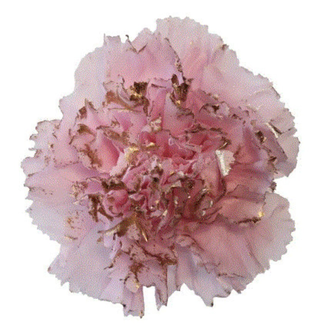 Gold Trim Carnation Roses With Gold Trimming. Preserved Real Carnations ...