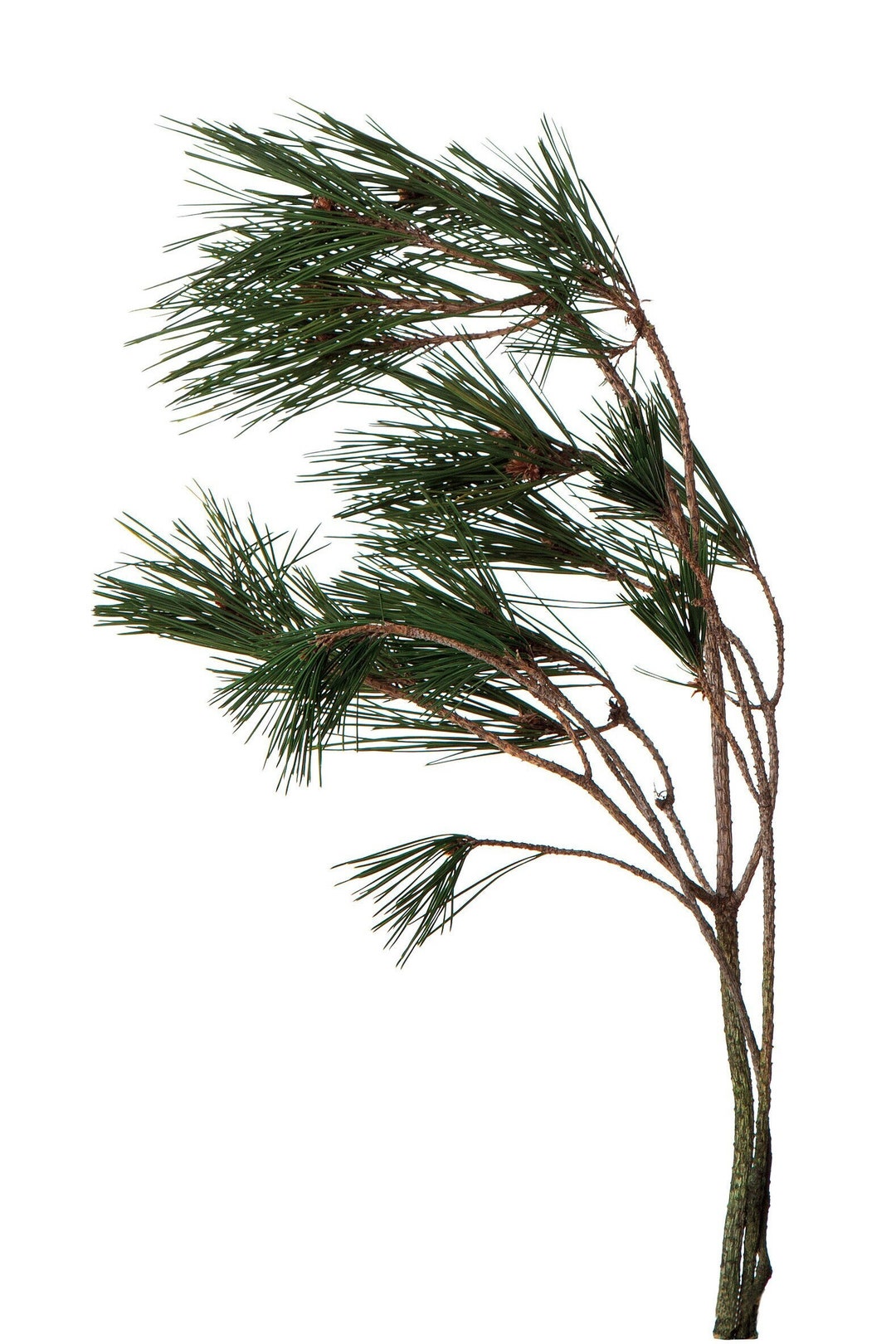 Japanese Red Pine Branches of the Japanese Pine Needle Like - Etsy