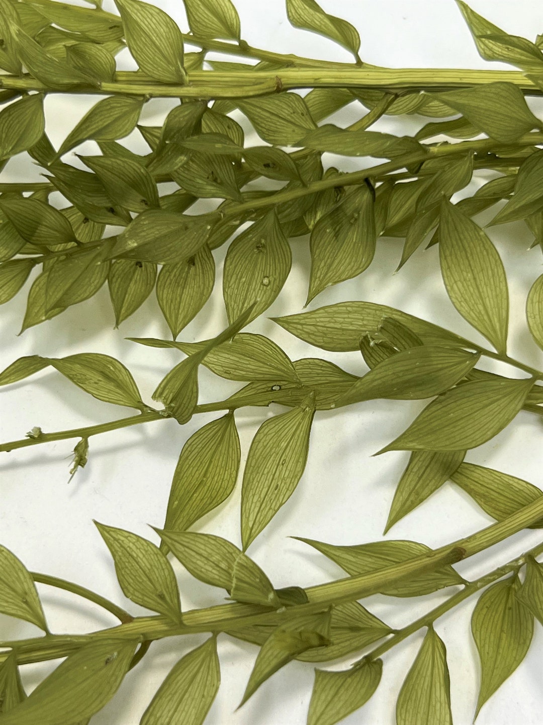 Preserved Ruscus Spring Green Wholesale Foliage DIY Floral - Etsy