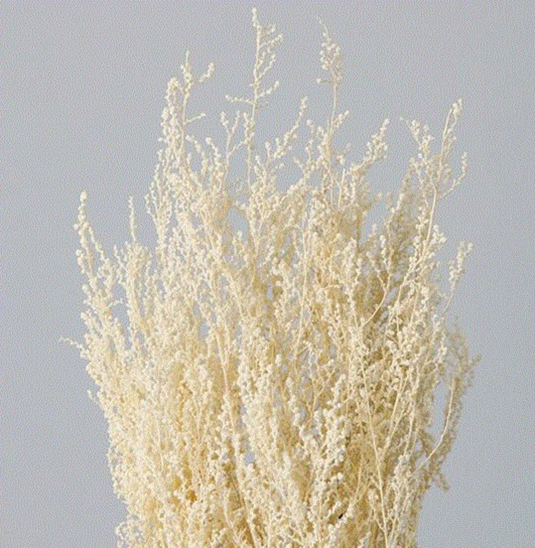 Off White / Stoebe / Preserved Leaves Pack , DIY Floral Arrangements ...