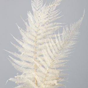 Dragon Fern Leaf Paper Thin in off White Color, Dried Leaves Pack ...